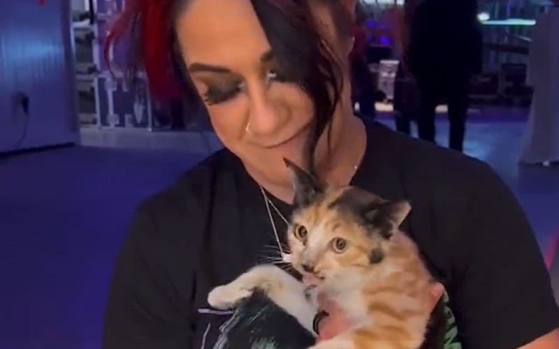 Stray Cat Gets Lots Of Love From WWE Superstars After Sneaking ...