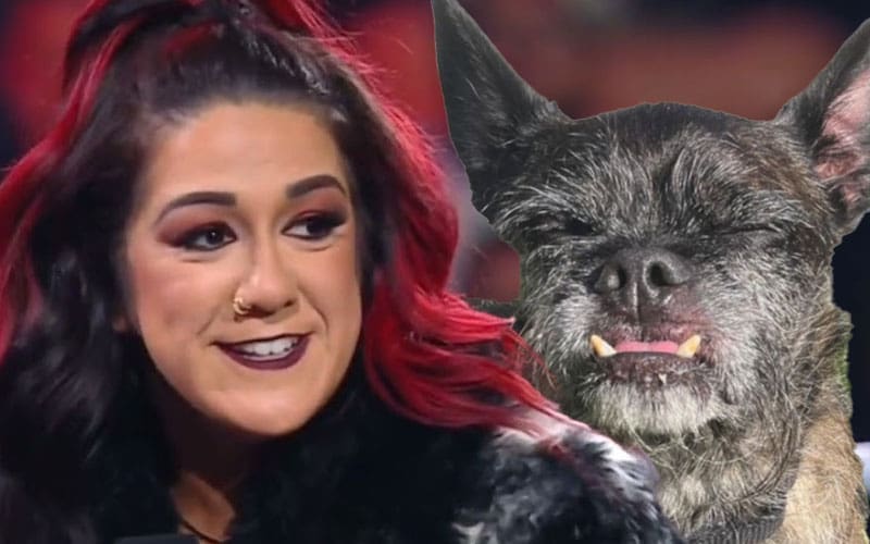 Bayley Considering Merch Collaboration with CM Punk’s Dog Larry After ...
